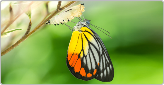 Ultimate Freedom Teachings | Robert Scheinfeld